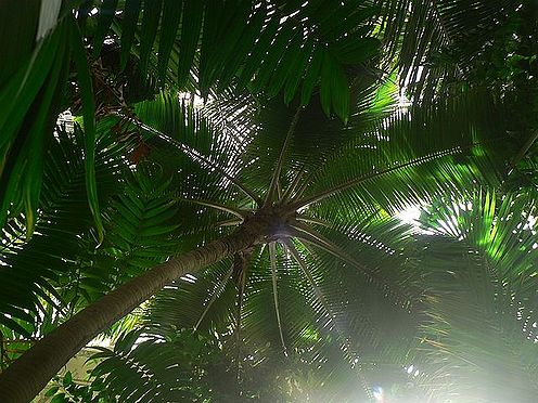 Ravenea moorei - Palmpedia - Palm Grower's Guide