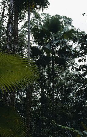 Saribus papuanus - Palmpedia - Palm Grower's Guide