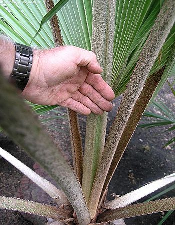 Brahea pimo - Palmpedia - Palm Grower's Guide