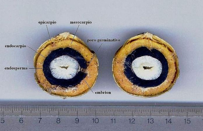 Acrocomia totai - Palmpedia - Palm Grower's Guide