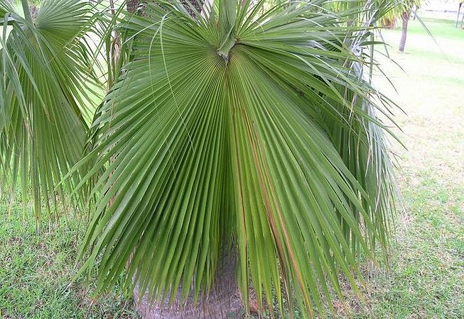Brahea edulis - Palmpedia - Palm Grower's Guide