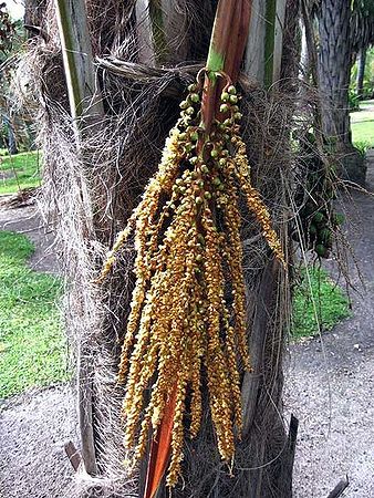 Parajubaea cocoides - Palmpedia - Palm Grower's Guide