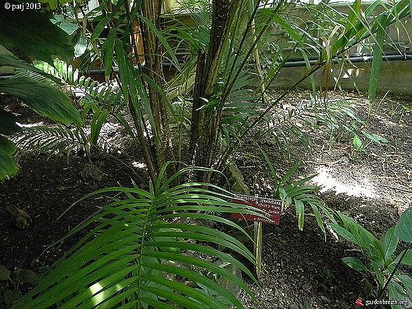 Daemonorops jenkinsiana - Palmpedia - Palm Grower's Guide