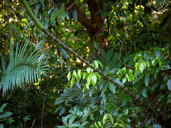 Pinanga dicksonii - Palmpedia - Palm Grower's Guide