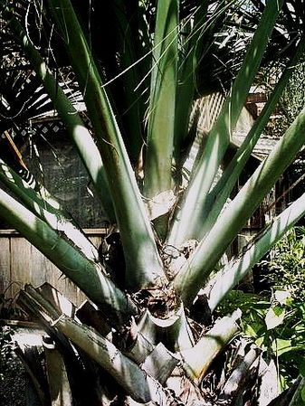 Sabal maritima - Palmpedia - Palm Grower's Guide