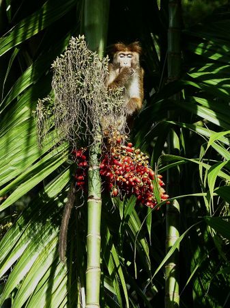 Areca concinna - Palmpedia - Palm Grower's Guide