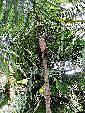 Dypsis rivularis - Palmpedia - Palm Grower's Guide