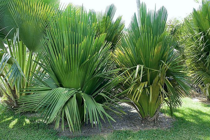 Looking for Palm With large Fronds No Trunk - DISCUSSING PALM TREES ...