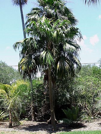 Thrinax excelsa - Palmpedia - Palm Grower's Guide
