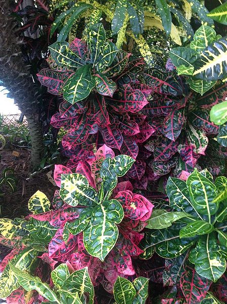 TORTOISE SHELL - Palmpedia - Palm Grower's Guide