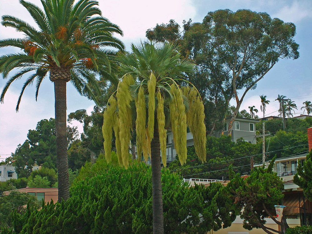 Brahea armata - Palmpedia - Palm Grower's Guide