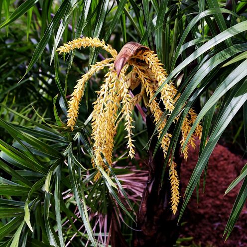 Syagrus flexuosa - Palmpedia - Palm Grower's Guide