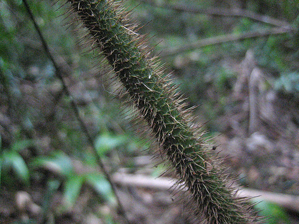 Calamus muelleri - Palmpedia - Palm Grower's Guide