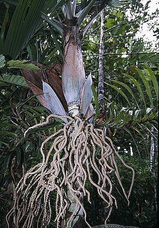 Cyphophoenix alba - Palmpedia - Palm Grower's Guide