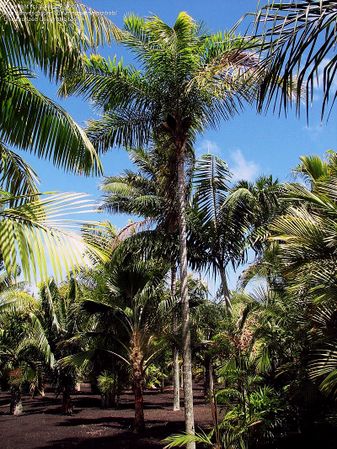Syagrus pseudococos - Palmpedia - Palm Grower's Guide