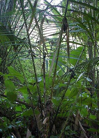 Calamus erinaceus - Palmpedia - Palm Grower's Guide