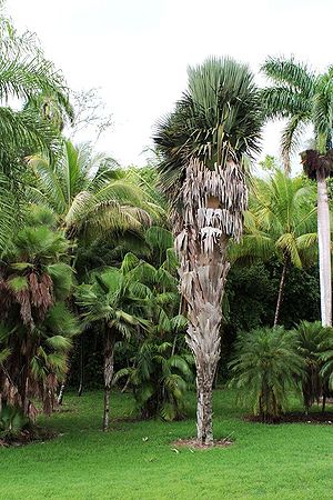 Copernicia rigida - Palmpedia - Palm Grower's Guide