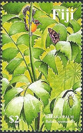 Balaka seemannii - Palmpedia - Palm Grower's Guide