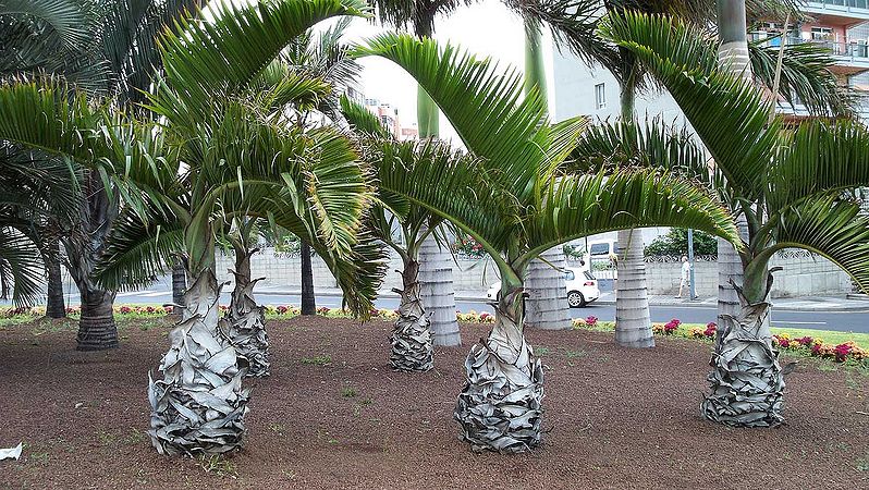 Hyophorbe lagenicaulis - Palmpedia - Palm Grower's Guide
