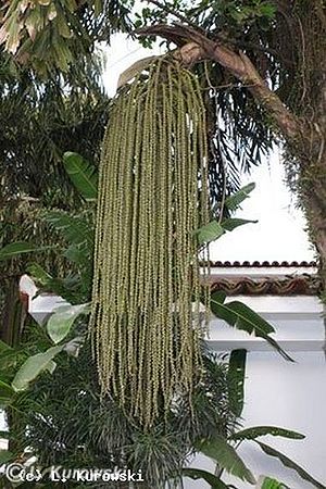 Oenocarpus bacaba - Palmpedia - Palm Grower's Guide