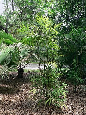 Ptychosperma propinquum - Palmpedia - Palm Grower's Guide