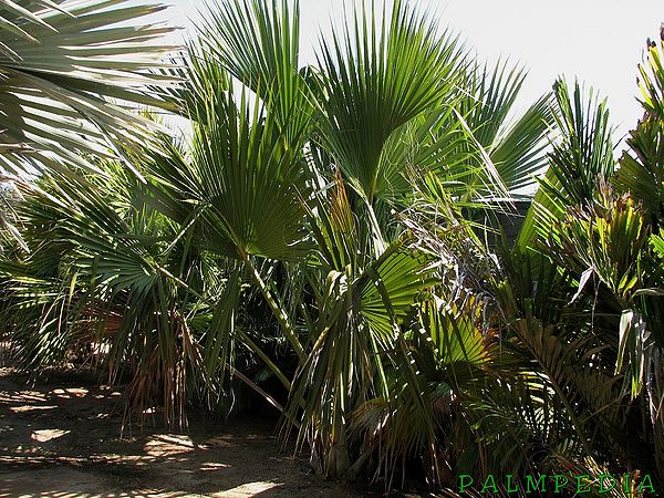 Sabal maritima - Palmpedia - Palm Grower's Guide