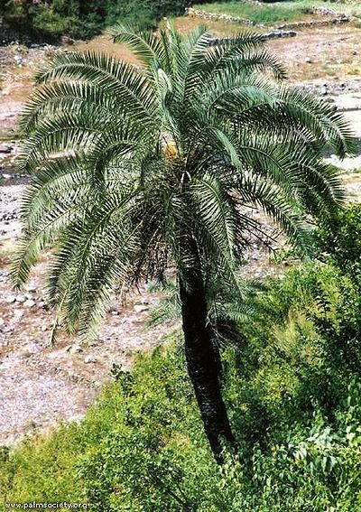 Phoenix loureiroi var. pedunculata - Palmpedia - Palm Grower's Guide