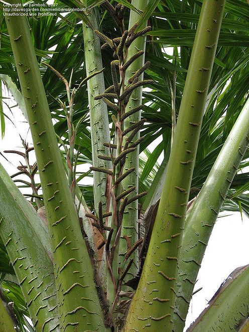 Metroxylon amicarum - Palmpedia - Palm Grower's Guide