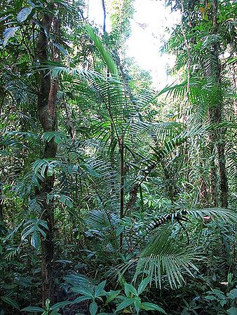 Calamus australis - Palmpedia - Palm Grower's Guide