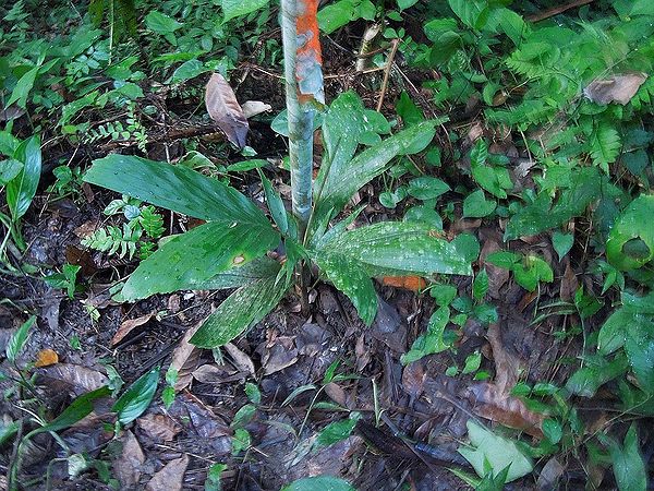 Balaka longirostris - Palmpedia - Palm Grower's Guide