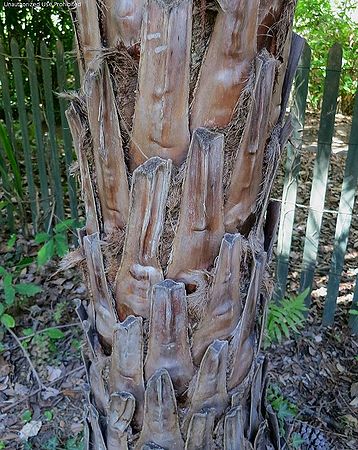 Brahea brandegeei - Palmpedia - Palm Grower's Guide