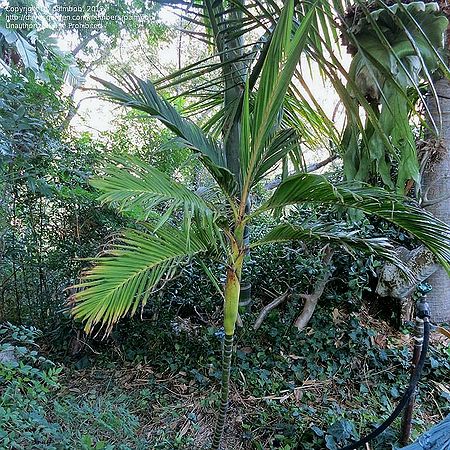 Pinanga philippinensis - Palmpedia - Palm Grower's Guide