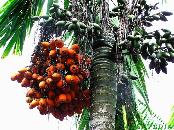 Areca macrocalyx - Palmpedia - Palm Grower's Guide