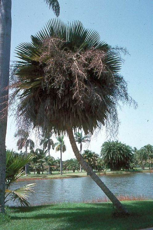 Copernicia rigida - Palmpedia - Palm Grower's Guide