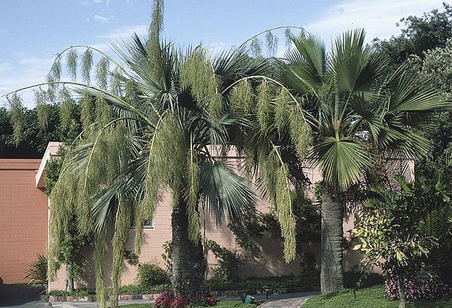 Brahea armata - Palmpedia - Palm Grower's Guide