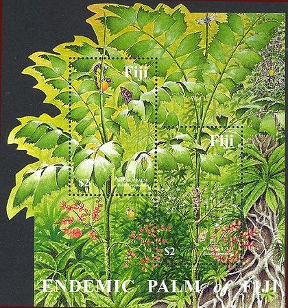 Balaka seemannii - Palmpedia - Palm Grower's Guide