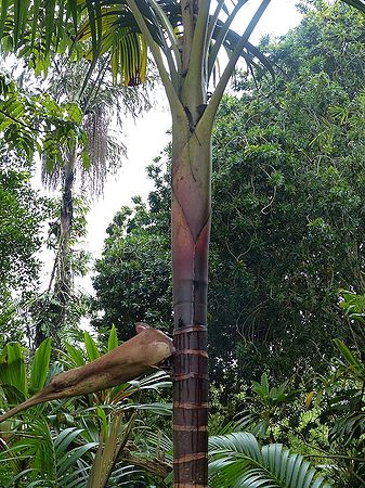 Loxococcus rupicola - Palmpedia - Palm Grower's Guide