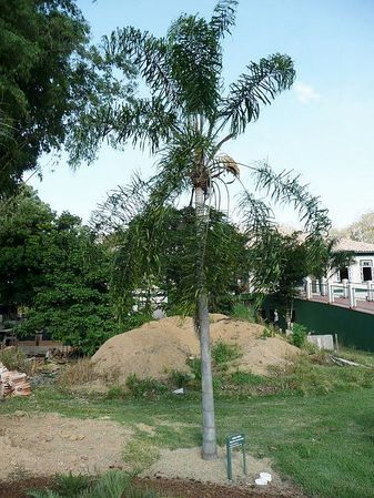 Syagrus macrocarpa - Palmpedia - Palm Grower's Guide