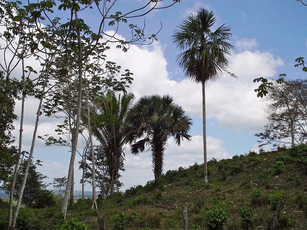 Attalea cohune - Palmpedia - Palm Grower's Guide