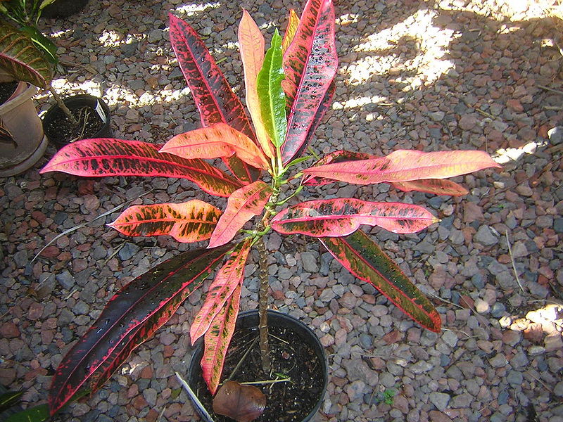 VICTORY - Palmpedia - Palm Grower's Guide