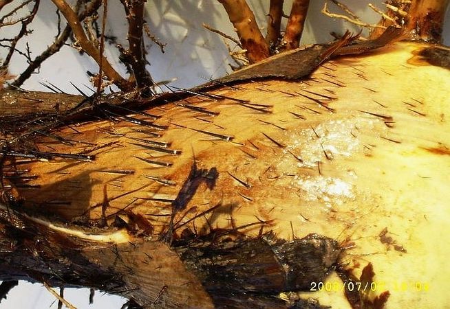 Acrocomia totai - Palmpedia - Palm Grower's Guide