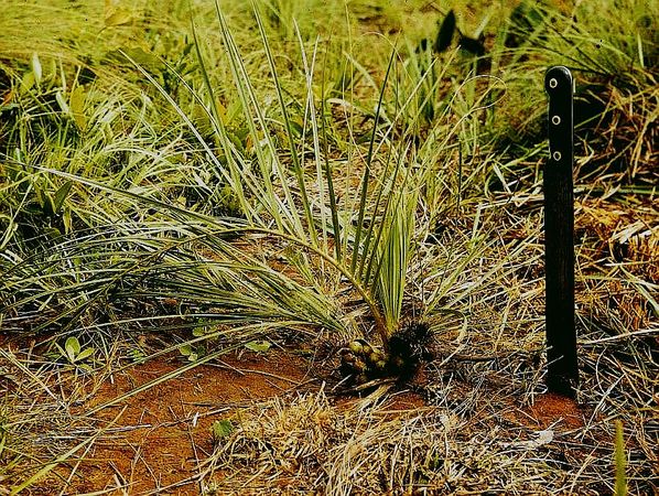 Acrocomia emensis - Palmpedia - Palm Grower's Guide