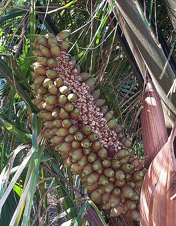 Attalea butyracea - Palmpedia - Palm Grower's Guide