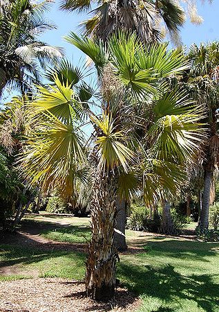 Brahea aculeata - Palmpedia - Palm Grower's Guide