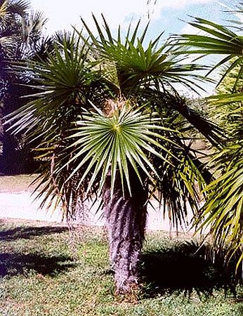 Coccothrinax crinita - Palmpedia - Palm Grower's Guide