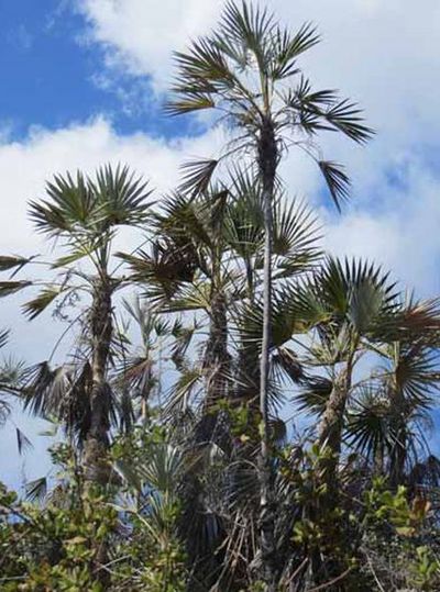 Coccothrinax munizii - Palmpedia - Palm Grower's Guide
