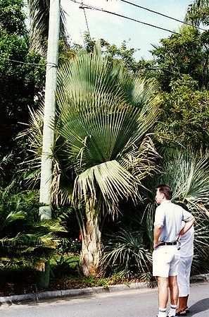Copernicia gigas - Palmpedia - Palm Grower's Guide