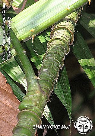 Daemonorops macrophylla - Palmpedia - Palm Grower's Guide