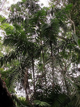 Oenocarpus bataua - Palmpedia - Palm Grower's Guide