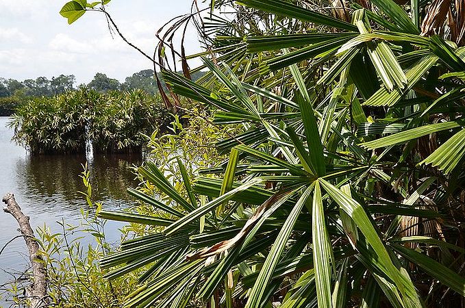 Licuala paludosa - Palmpedia - Palm Grower's Guide